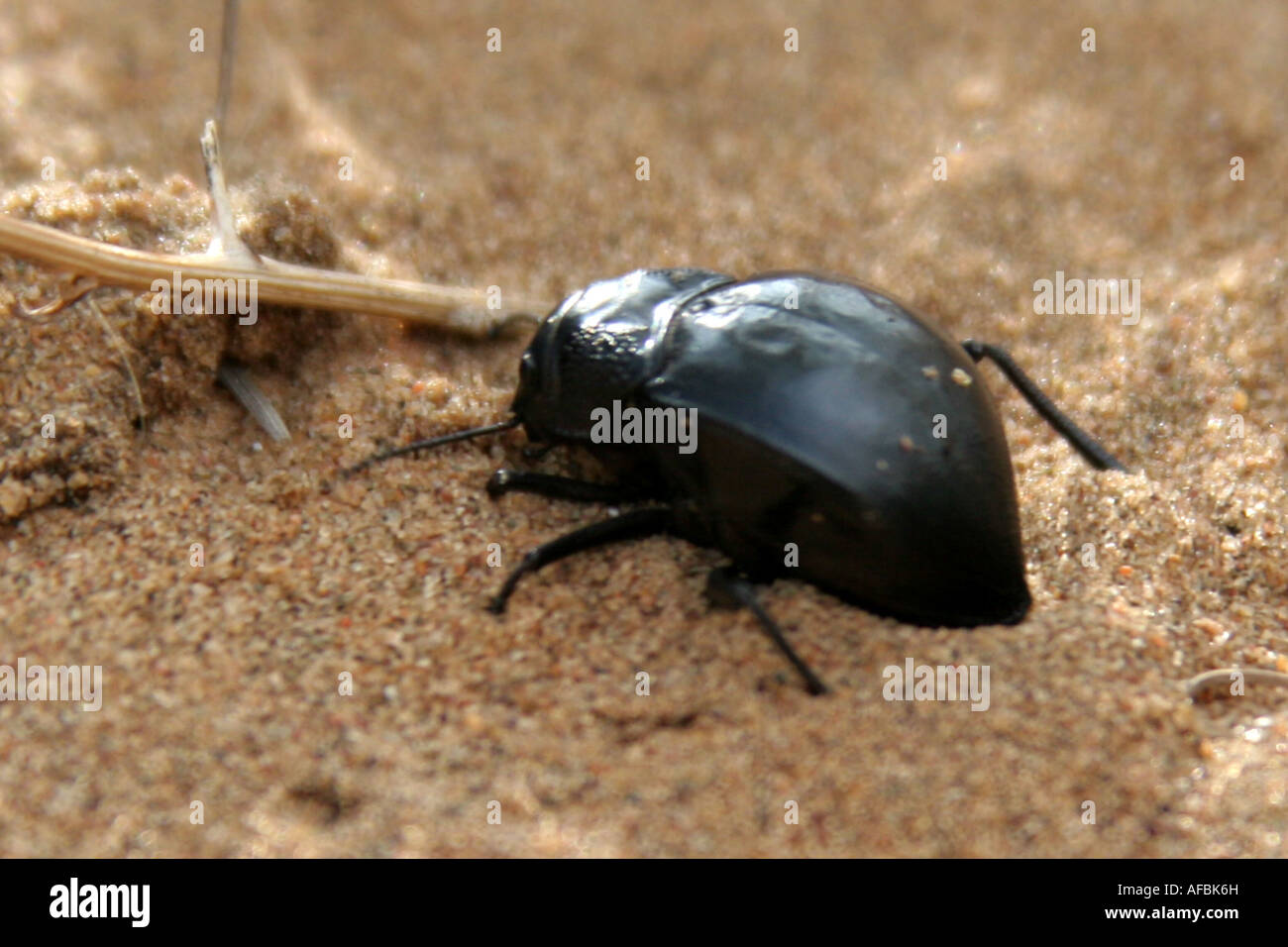 Chinese beetle hi-res stock photography and images - Alamy