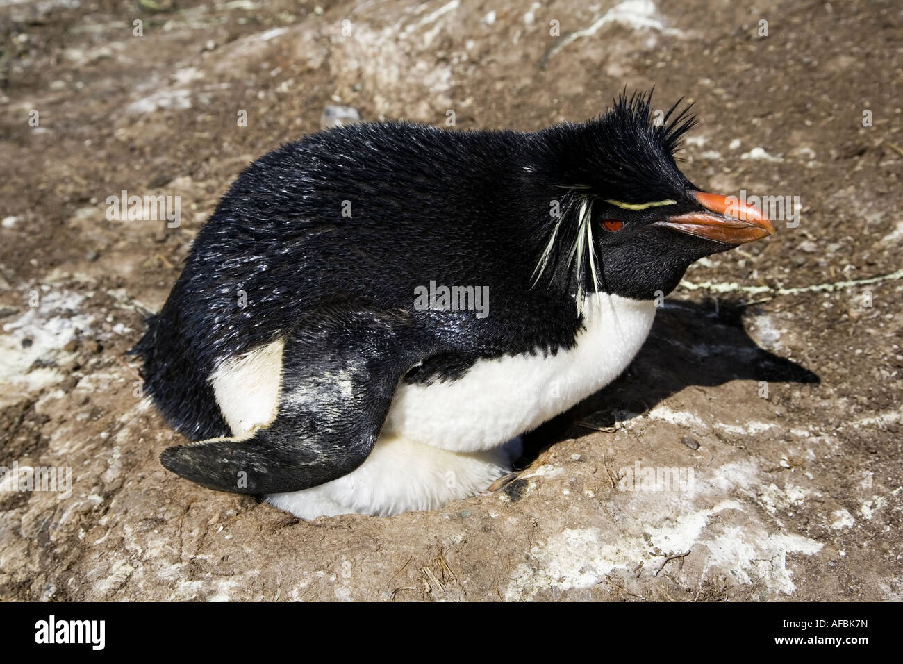Rockhopper penguin face close up hi-res stock photography and images ...