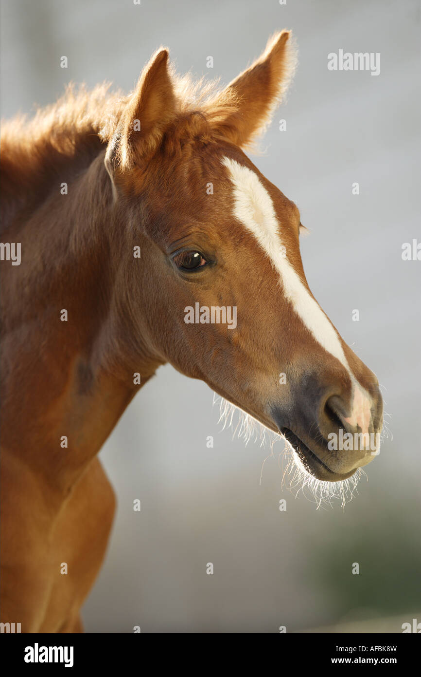 Arab-Barb - foal - portrait Stock Photo - Alamy