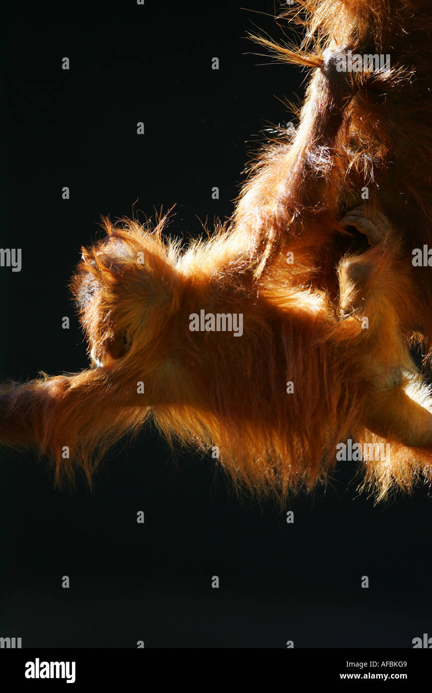 Orangoutangs High Resolution Stock Photography and Images - Alamy