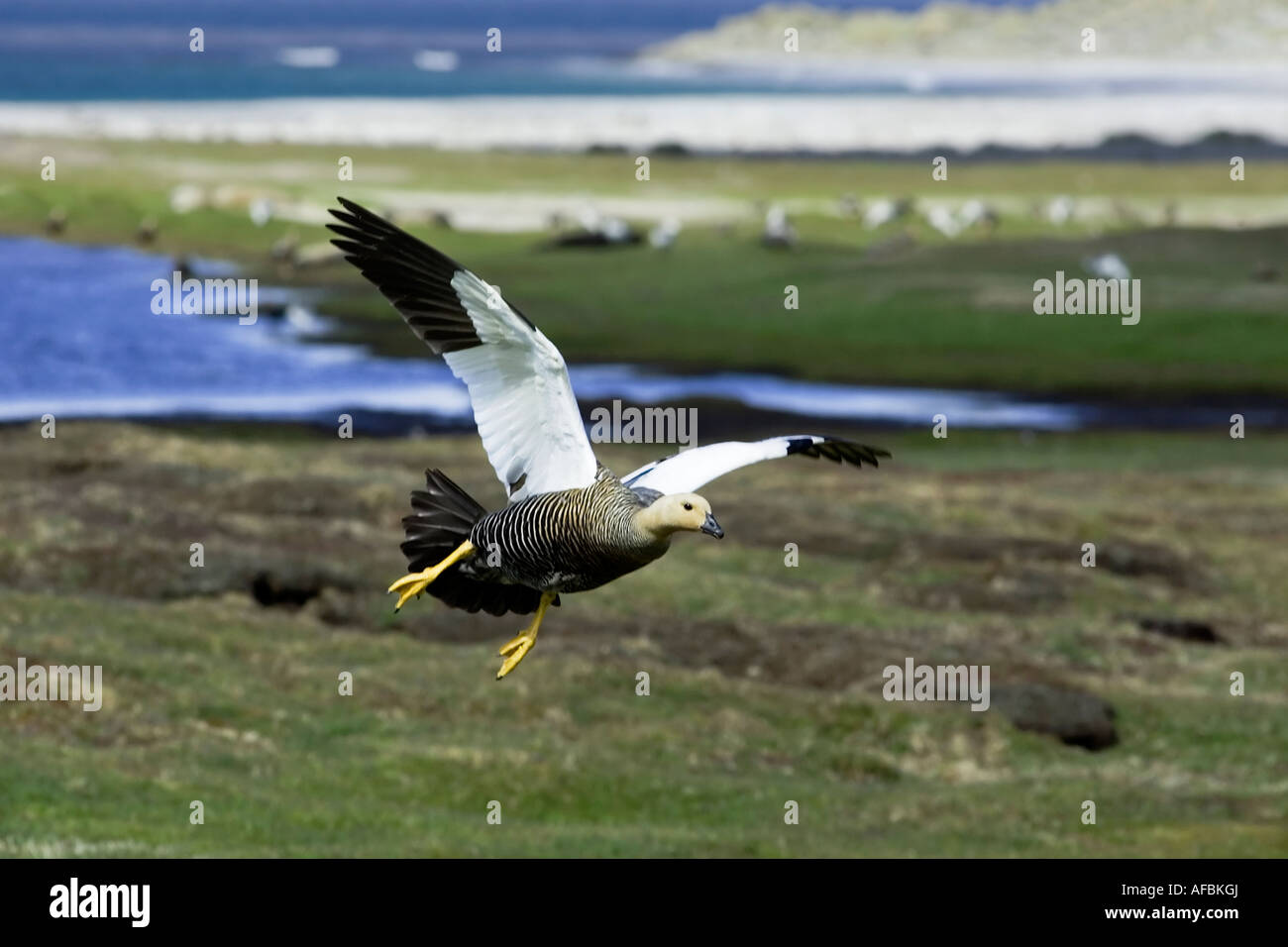 An adult female upland goose coming in to land Stock Photo - Alamy