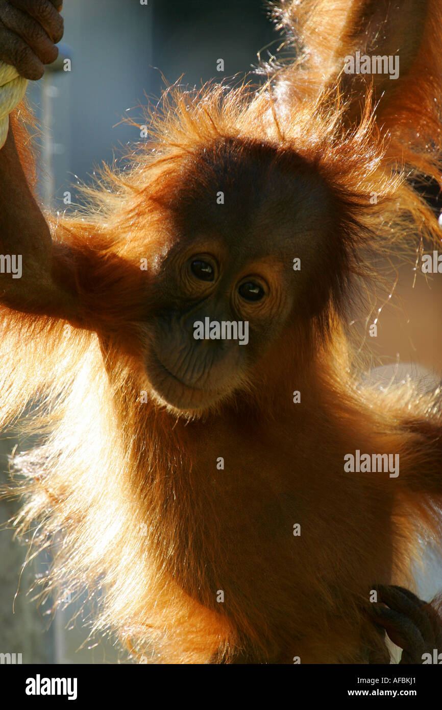 Orangoutangs hi-res stock photography and images - Alamy