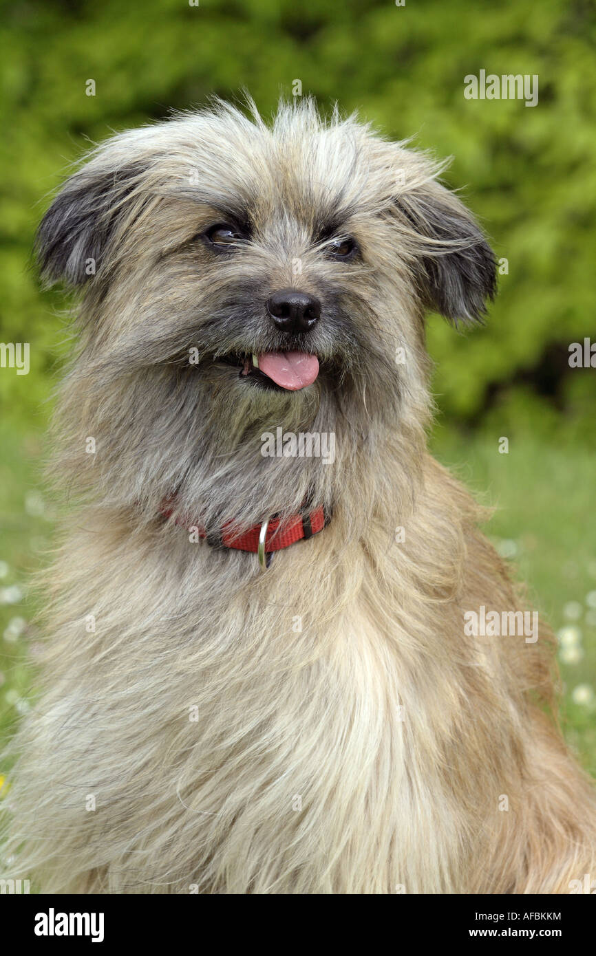 Pyrenean Shepherd - portrait Stock Photo - Alamy
