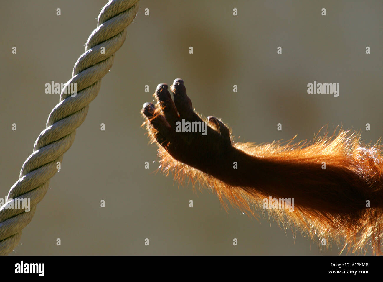 Orangoutangs High Resolution Stock Photography and Images - Alamy
