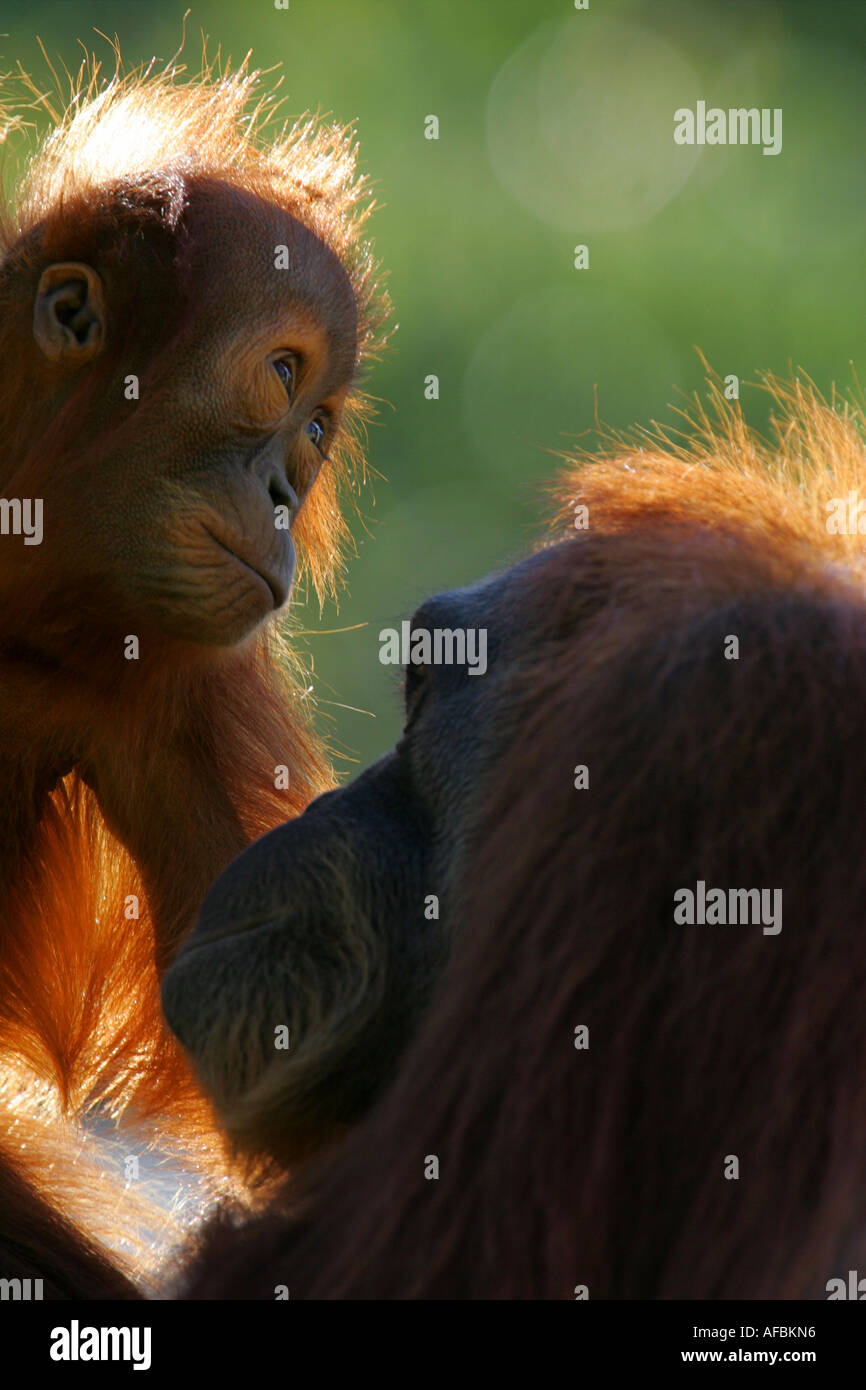A Small Orang-outang with its mother Stock Photo - Alamy