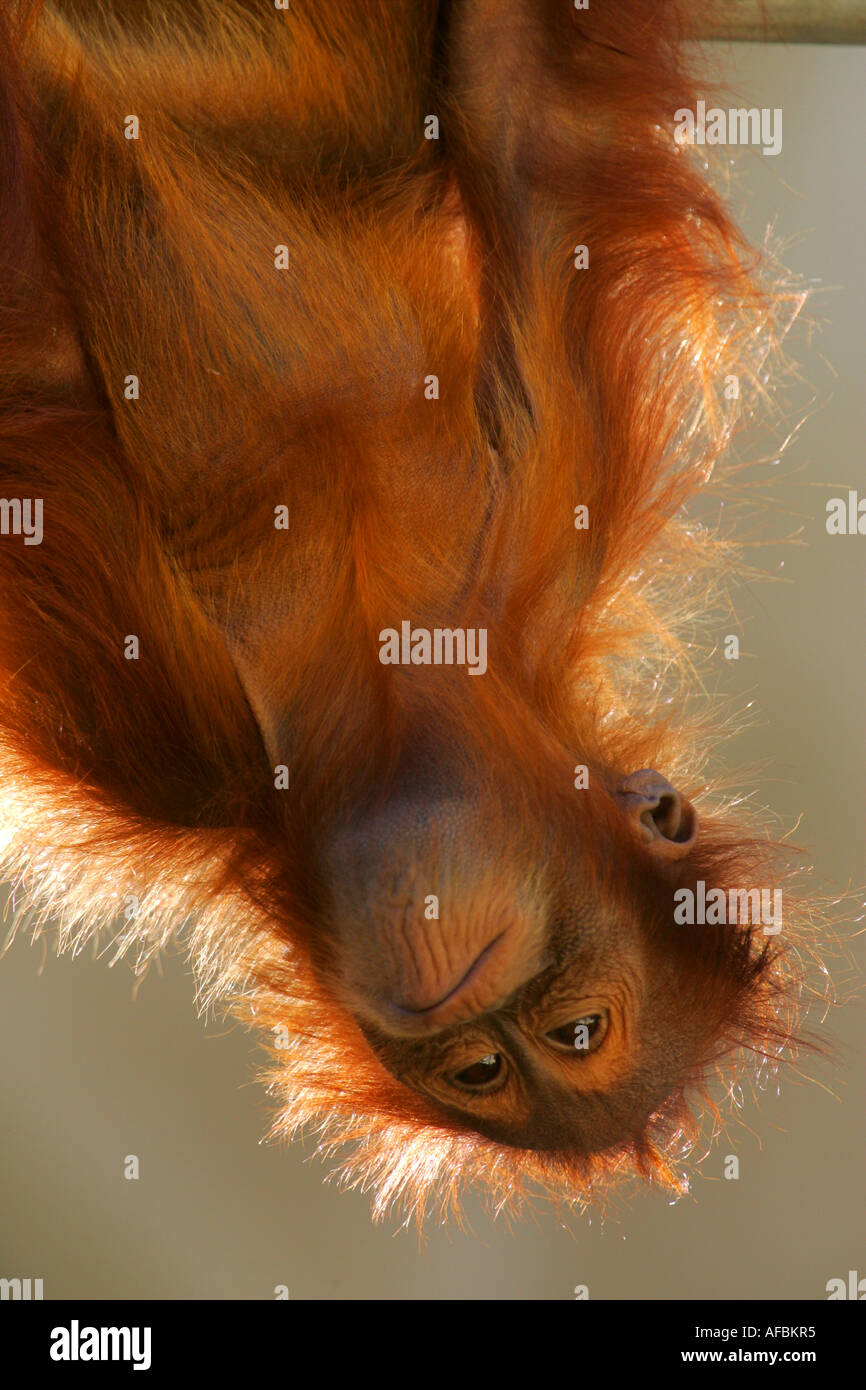 Orangoutangs hi-res stock photography and images - Alamy