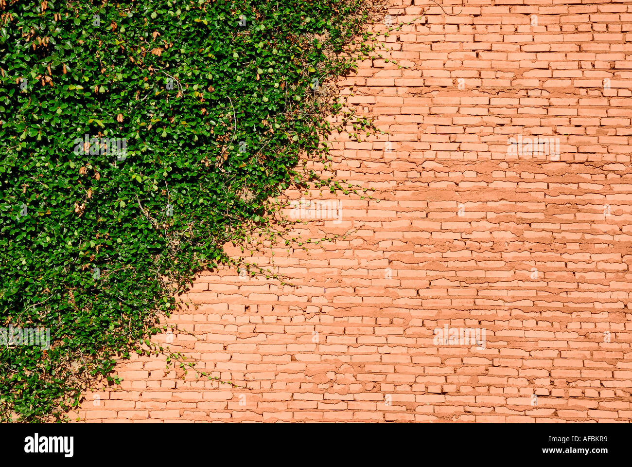 Ivy on wall Stock Photo - Alamy