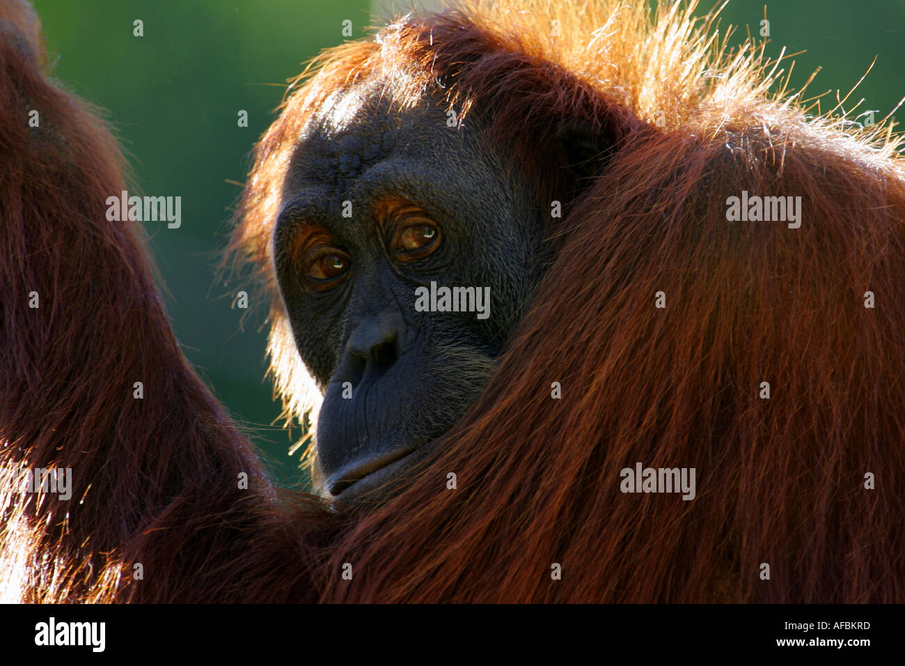 A female Orang-outang Stock Photo - Alamy