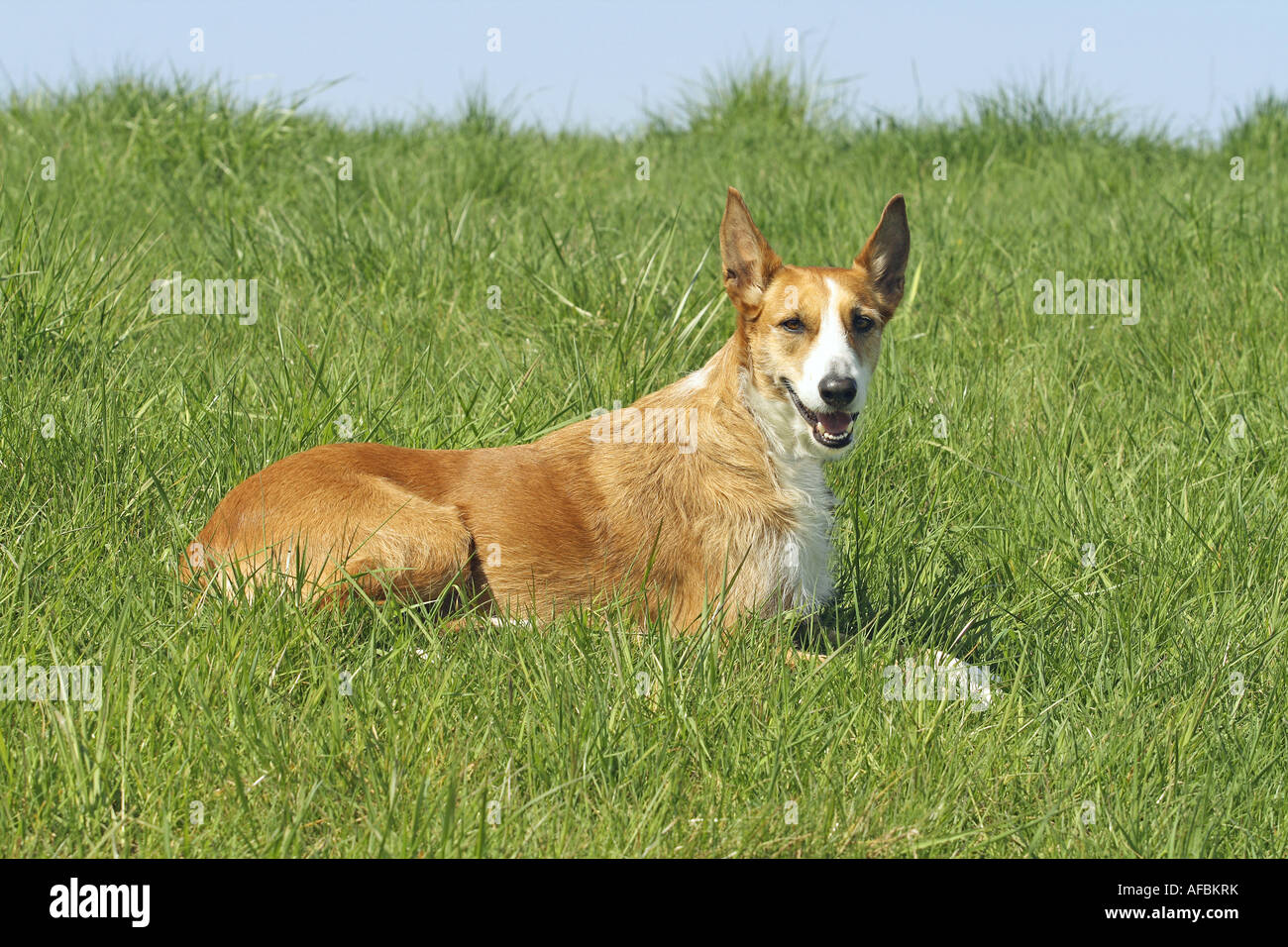 Podenco Ibicenco (wire-haired) - lying on meadow Stock Photo - Alamy