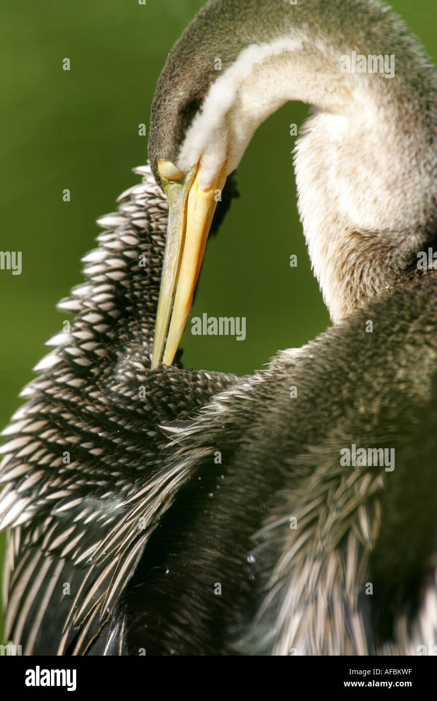 Australian male darter hi-res stock photography and images - Alamy