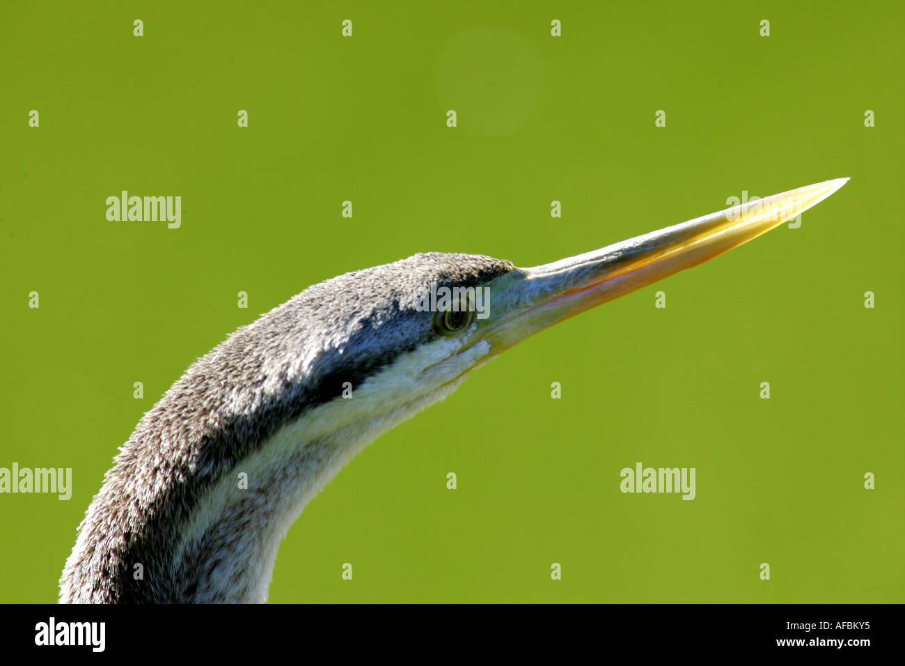 Australian darters hi-res stock photography and images - Alamy