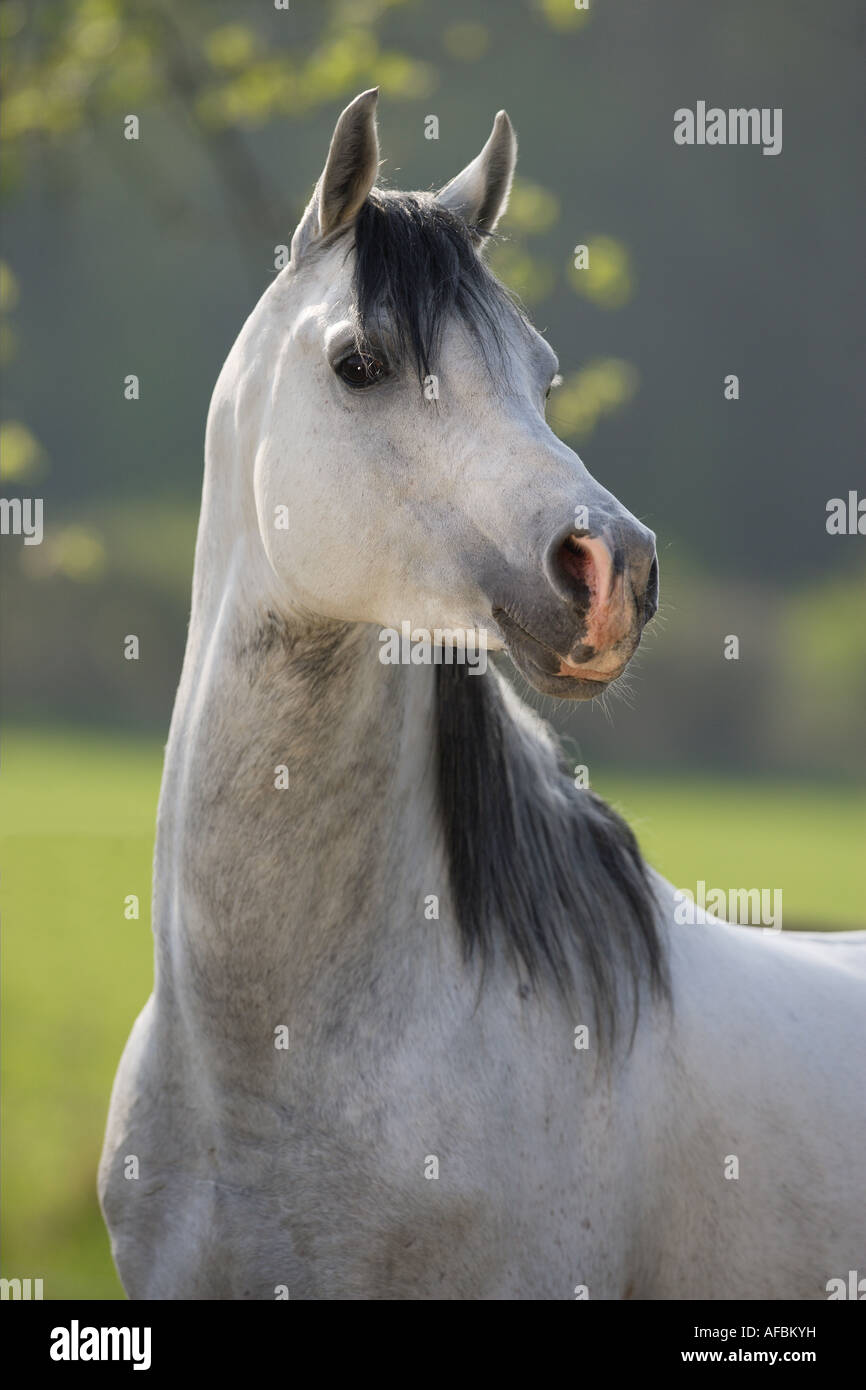 Arabian horse - portrait Stock Photo - Alamy