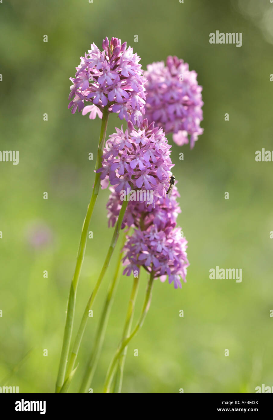 Pyramid Orchid (Anacamptis pyramidalis Stock Photo - Alamy