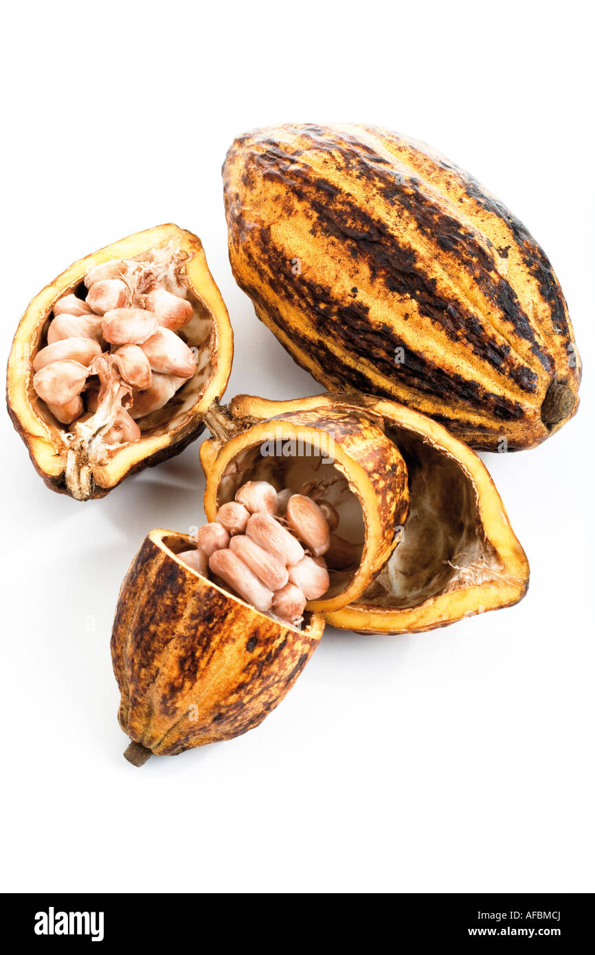 Cacao plant, husk and beans, elevated view Stock Photo - Alamy