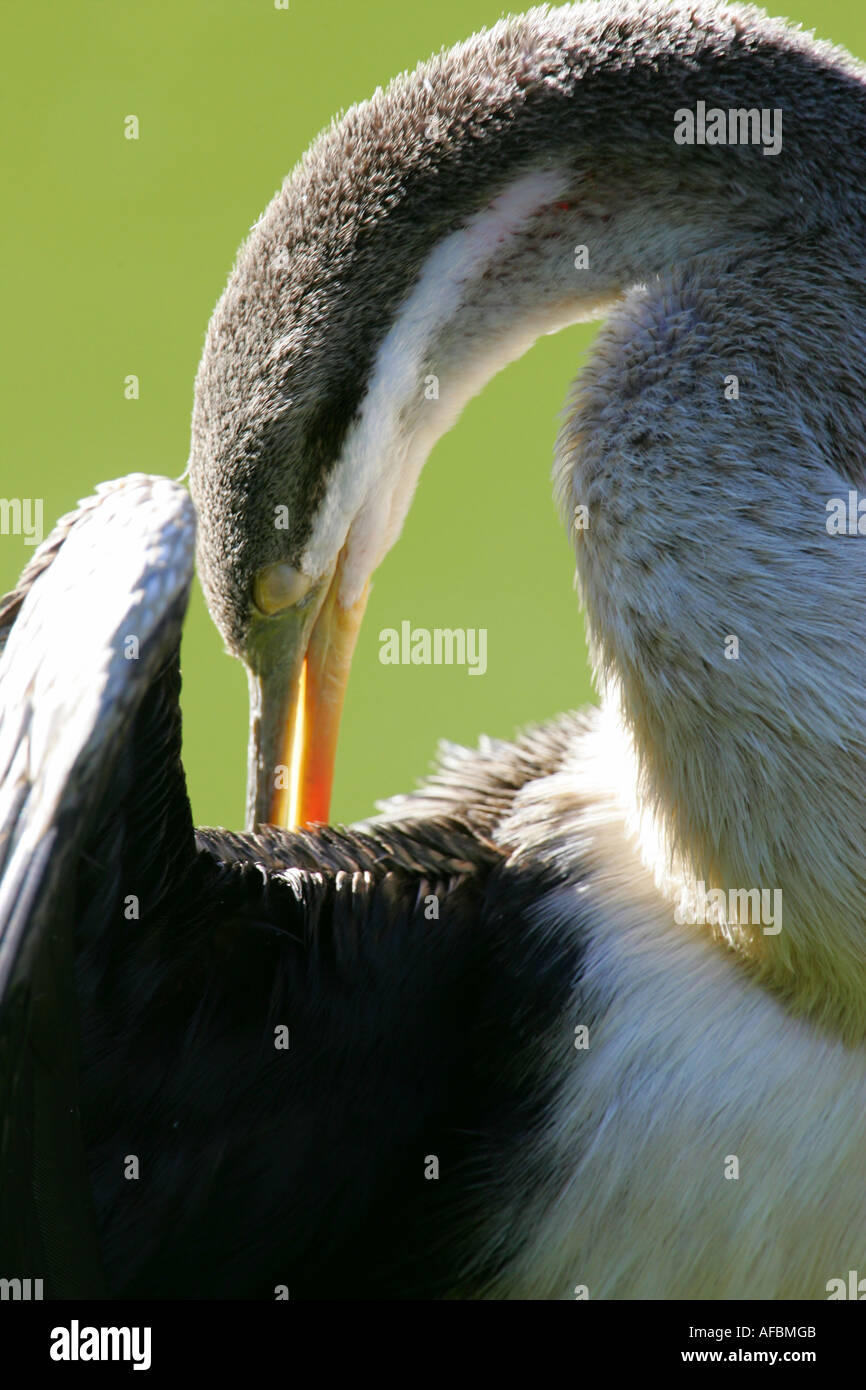 Australian darters hi-res stock photography and images - Alamy