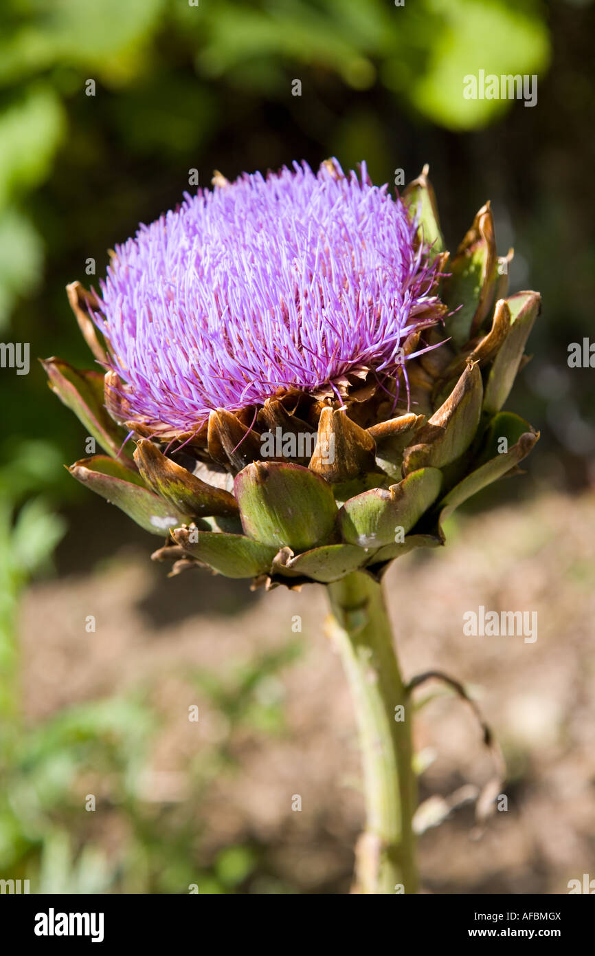 Blue Thistle Cynara Cardunculus Cardoon Stock Photo - Alamy