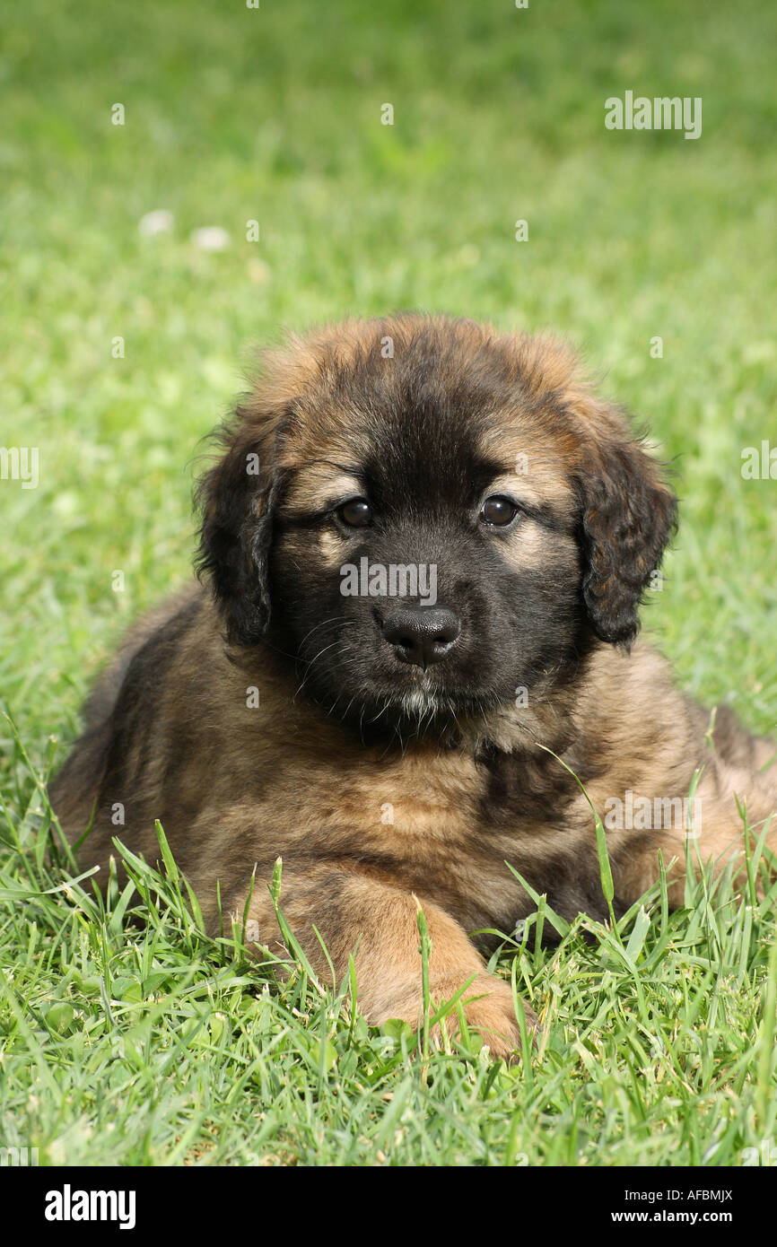 Cute young leonberger puppy lying hi-res stock photography and images ...