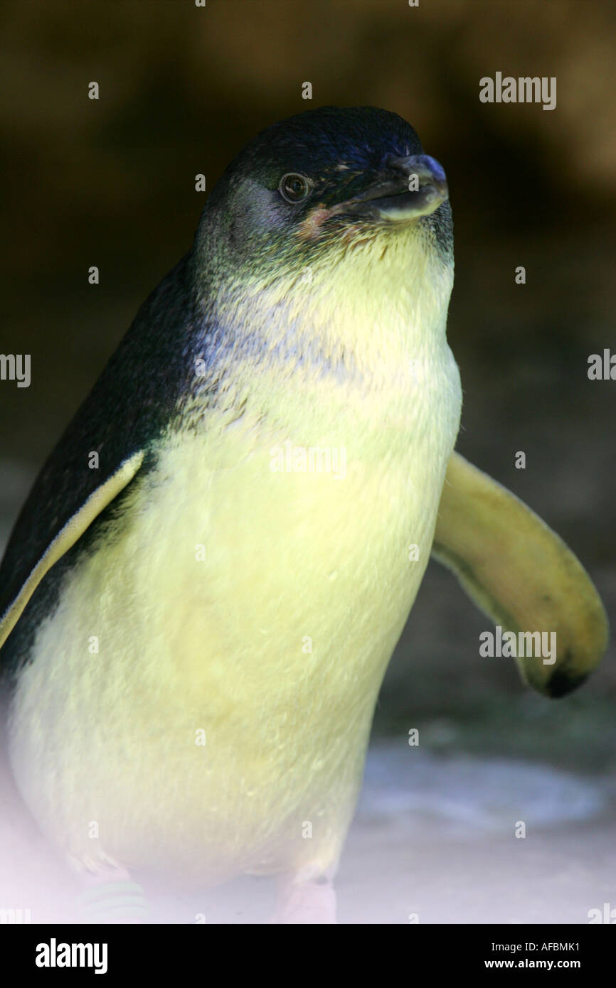A Little Penguin Stock Photo - Alamy