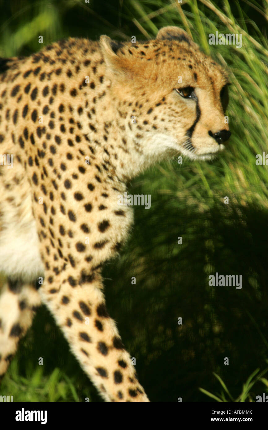 An African Cheetah Stock Photo - Alamy