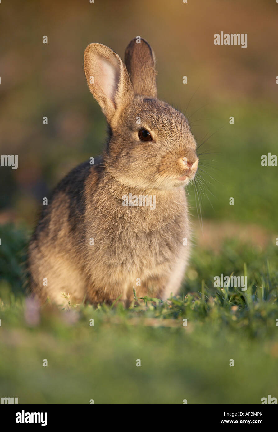 European Rabbit (Oryctolagus cuniculus Stock Photo - Alamy