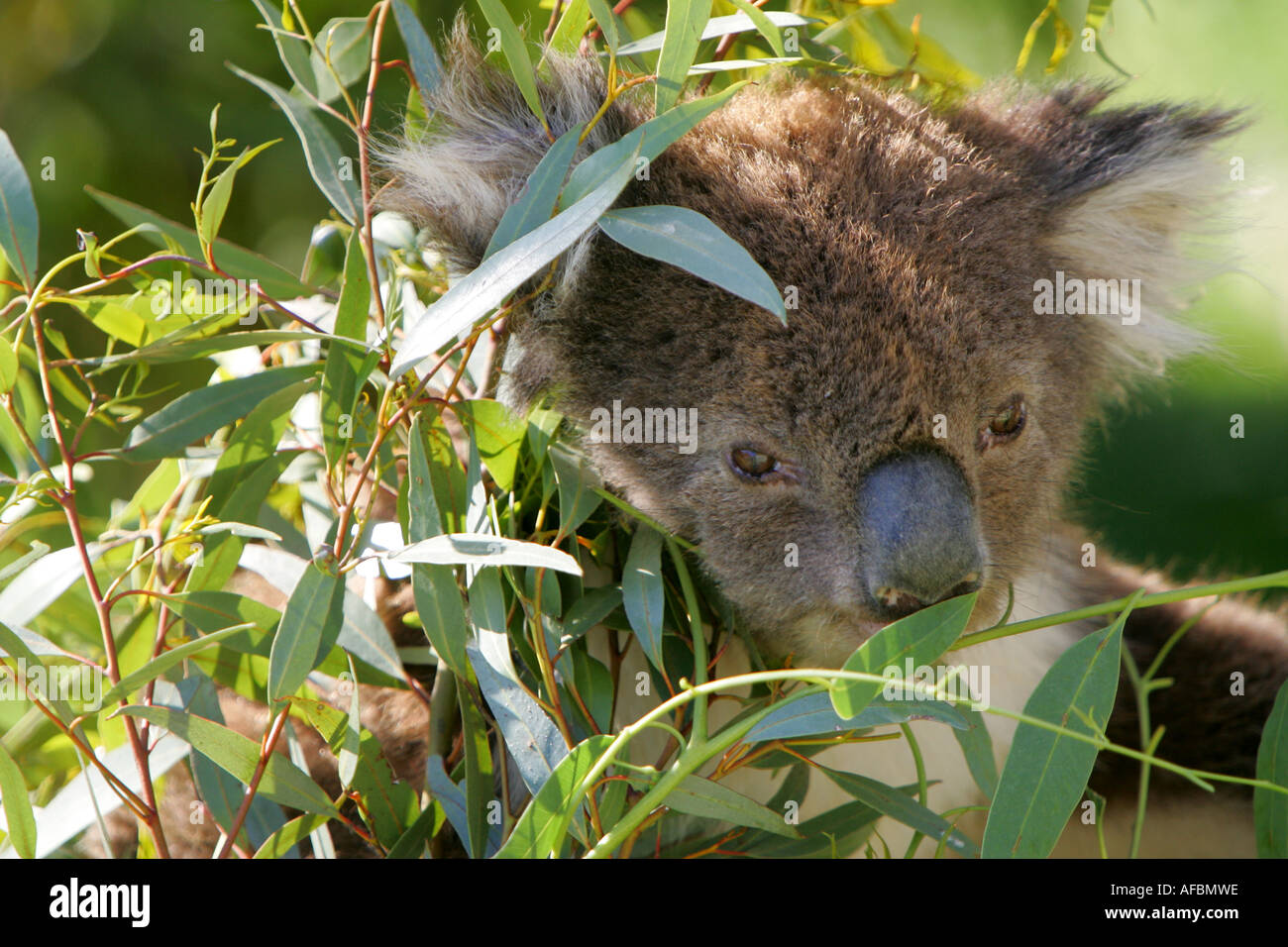Eucalyptus tree branches koalas hi-res stock photography and images - Alamy