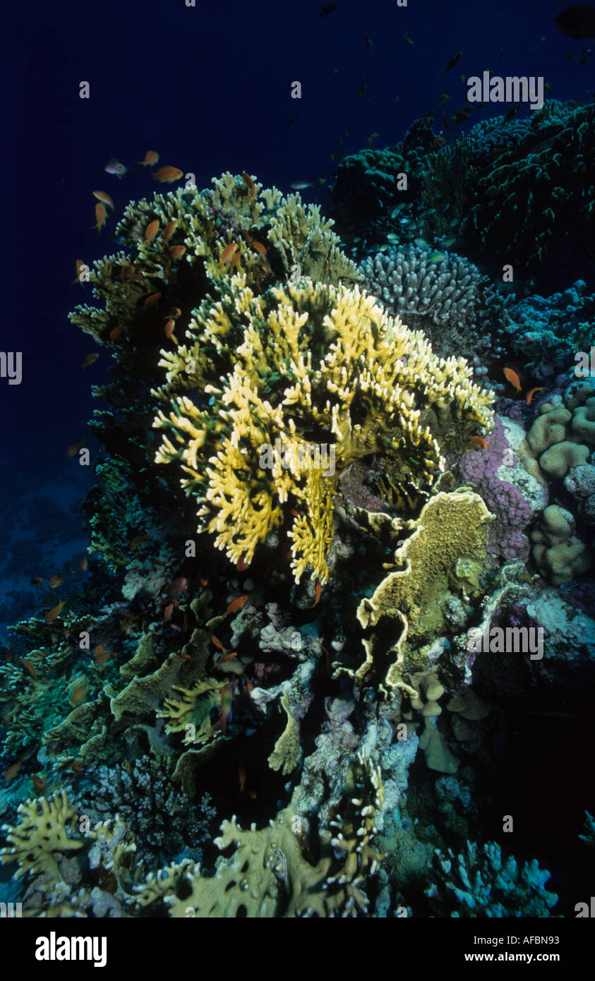 Branching and plate fire corals Millepora dichotoma and Millepora ...