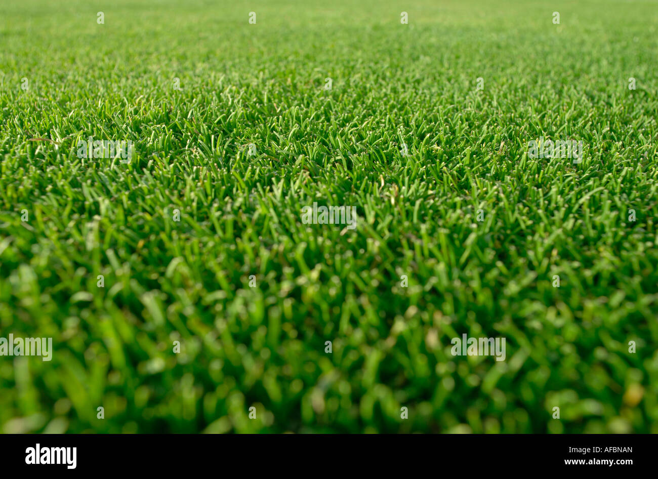 Golf, lawn, close-up Stock Photo - Alamy