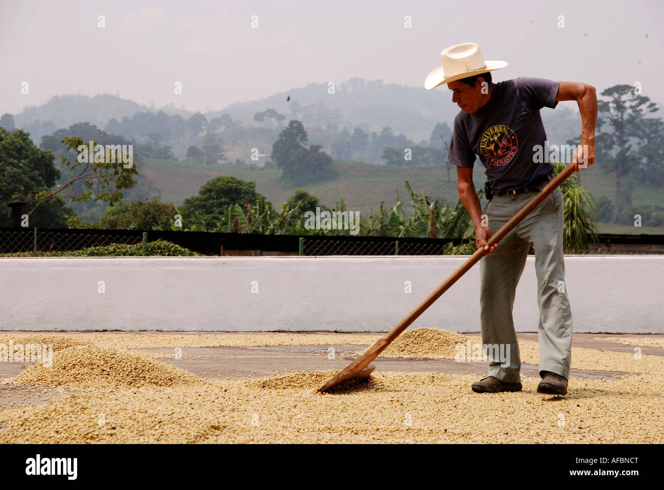 Coffee farm worker spreads out coffee beans to dry in the sun, Finca ...