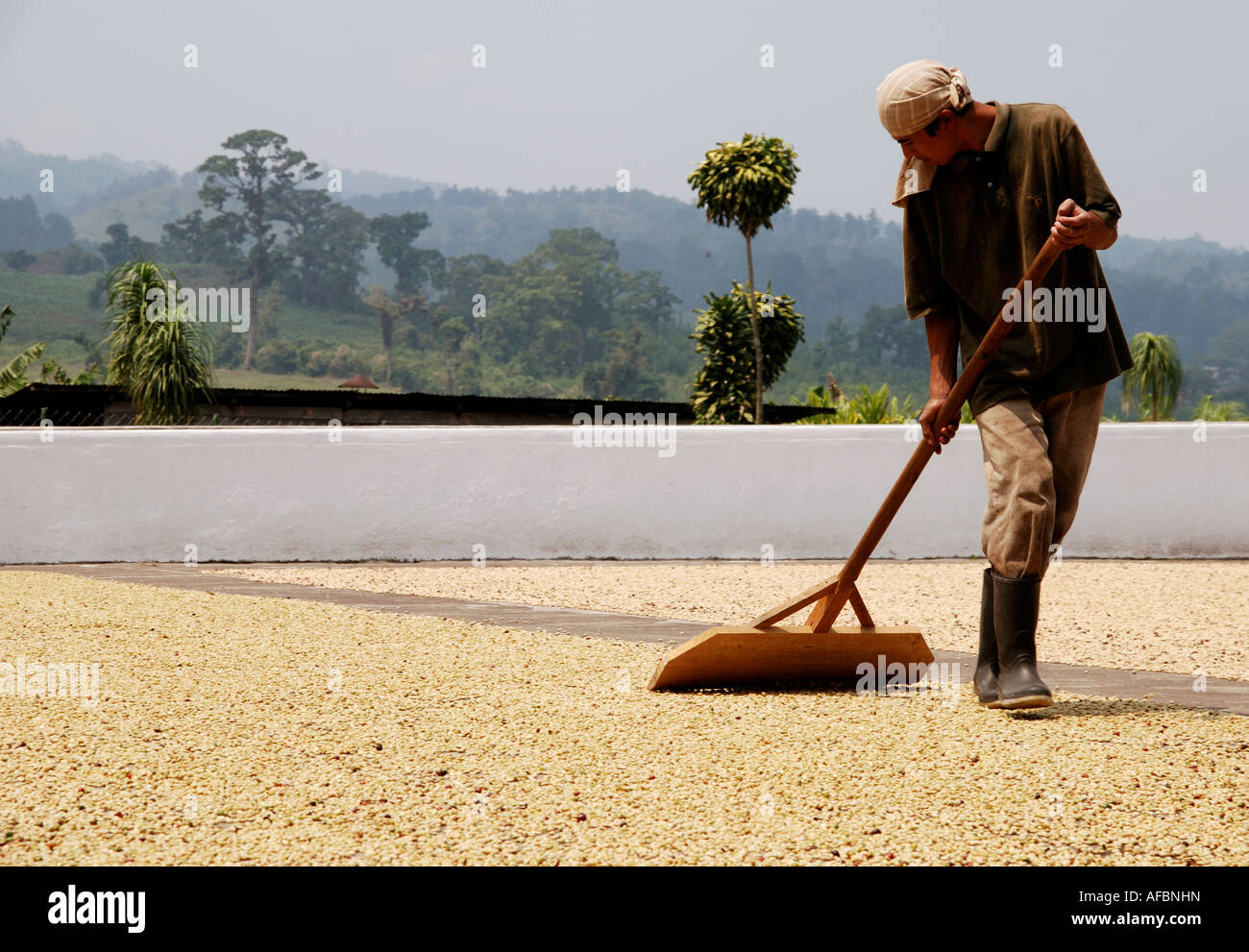 Coban coffee guatemala hi-res stock photography and images - Alamy