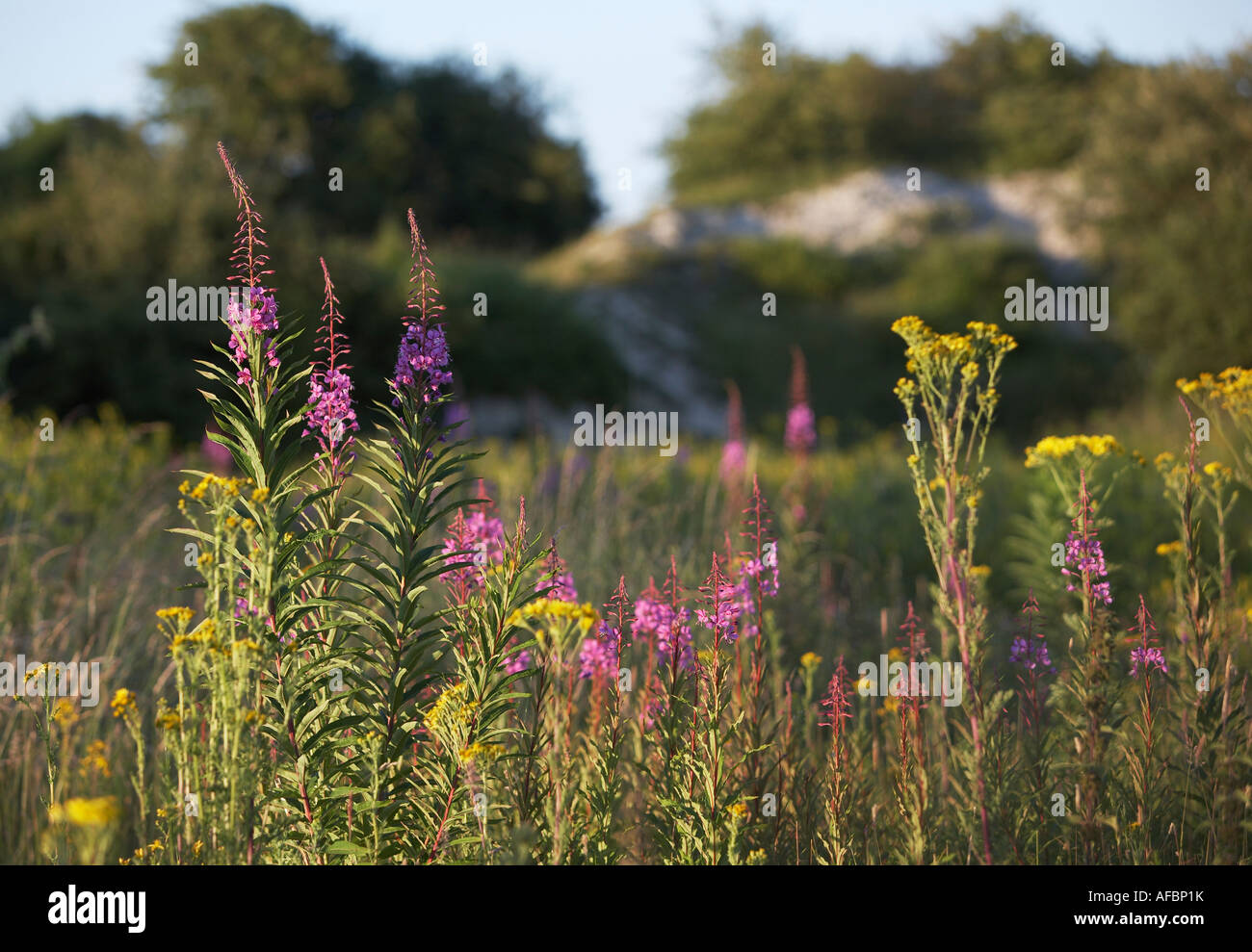 Rosebay Willowherb (Epilobium angustifolium Stock Photo - Alamy