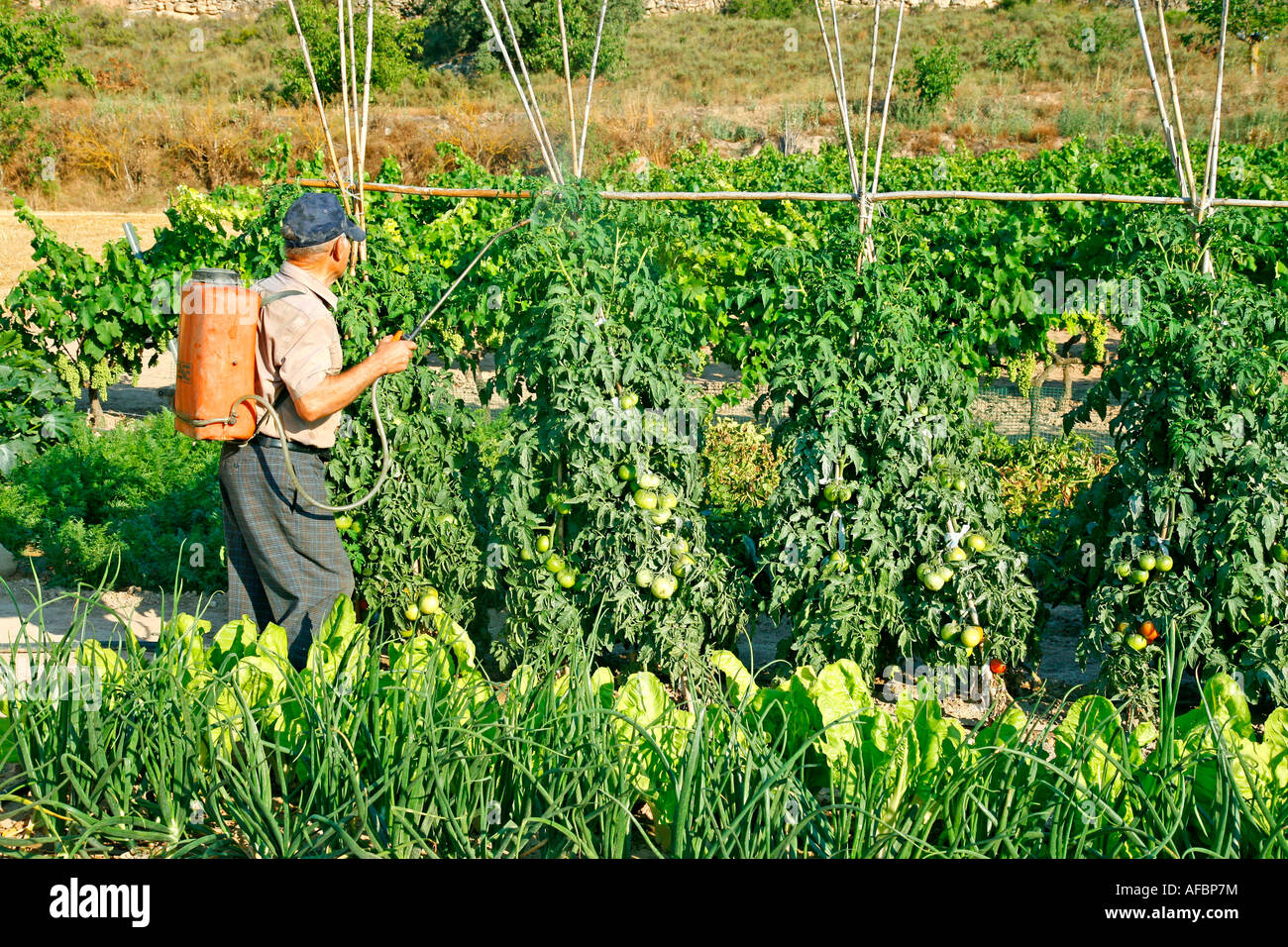 Spraying tomato plants hi-res stock photography and images - Alamy