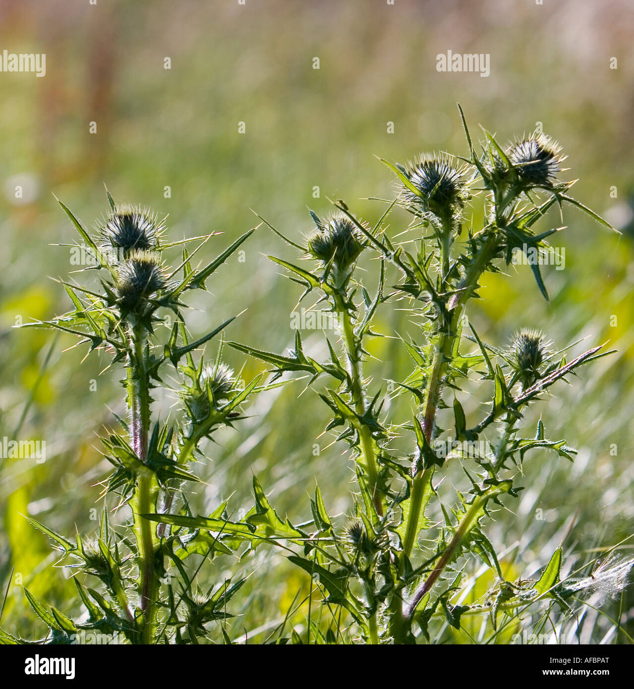 Spear Thistles High Resolution Stock Photography and Images - Alamy