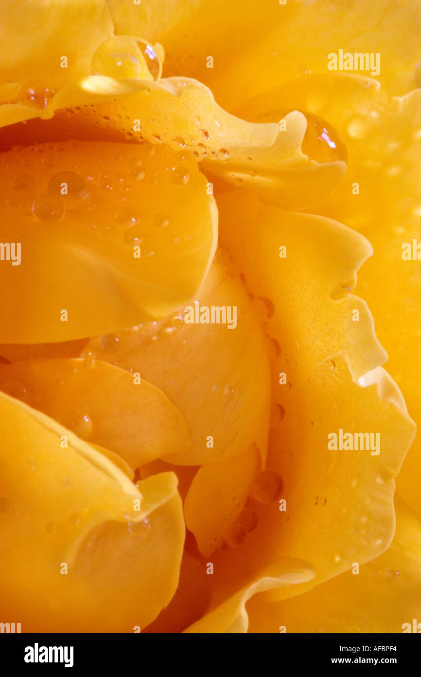 Portrait yellow rose hi-res stock photography and images - Alamy