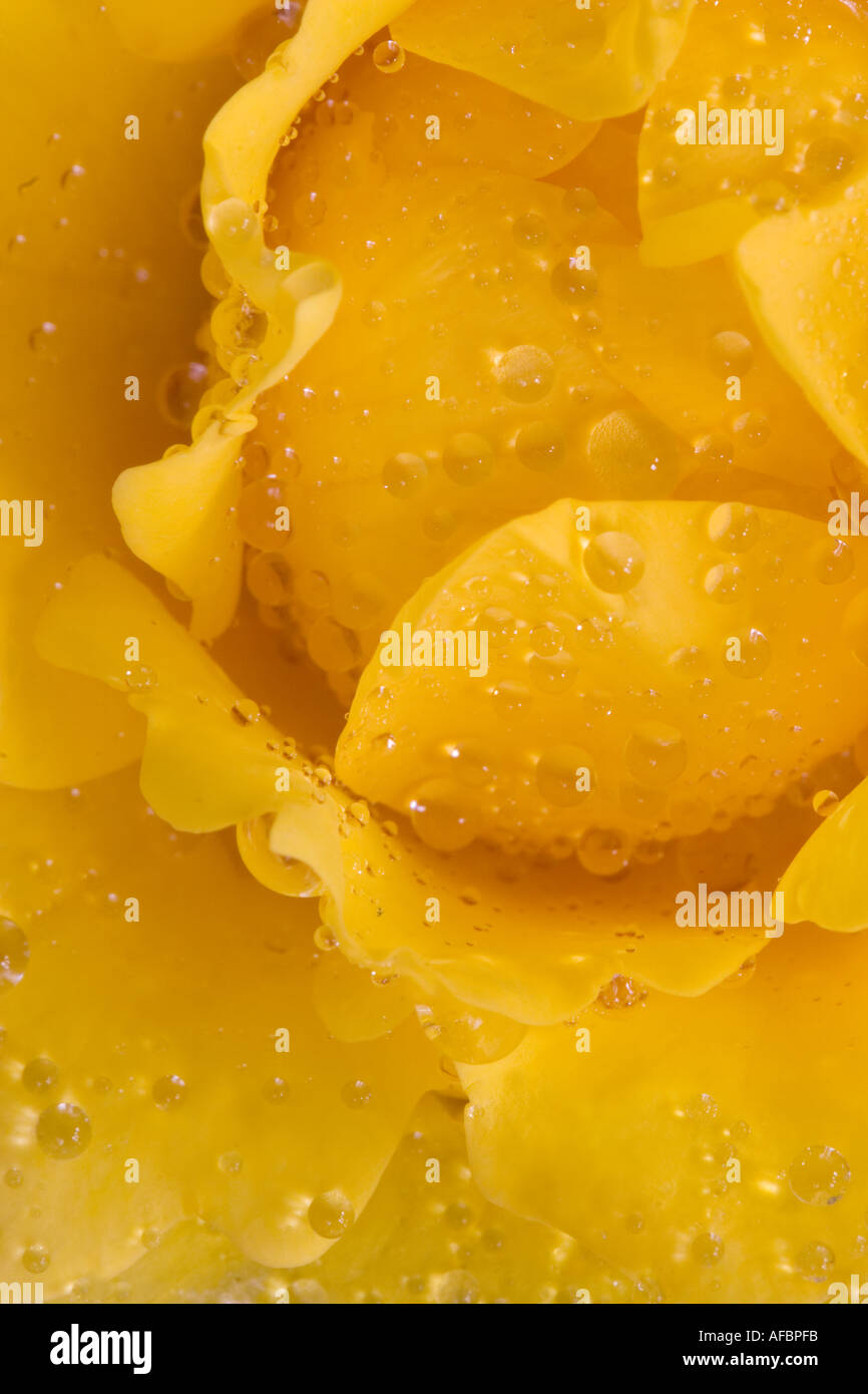 Portrait yellow rose hi-res stock photography and images - Alamy