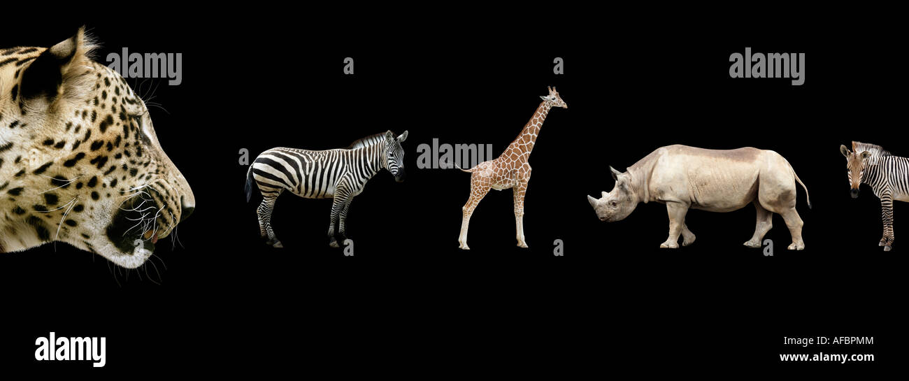 Leopard Zebra Giraffe Rhino Zebra Africa Stock Photo - Alamy