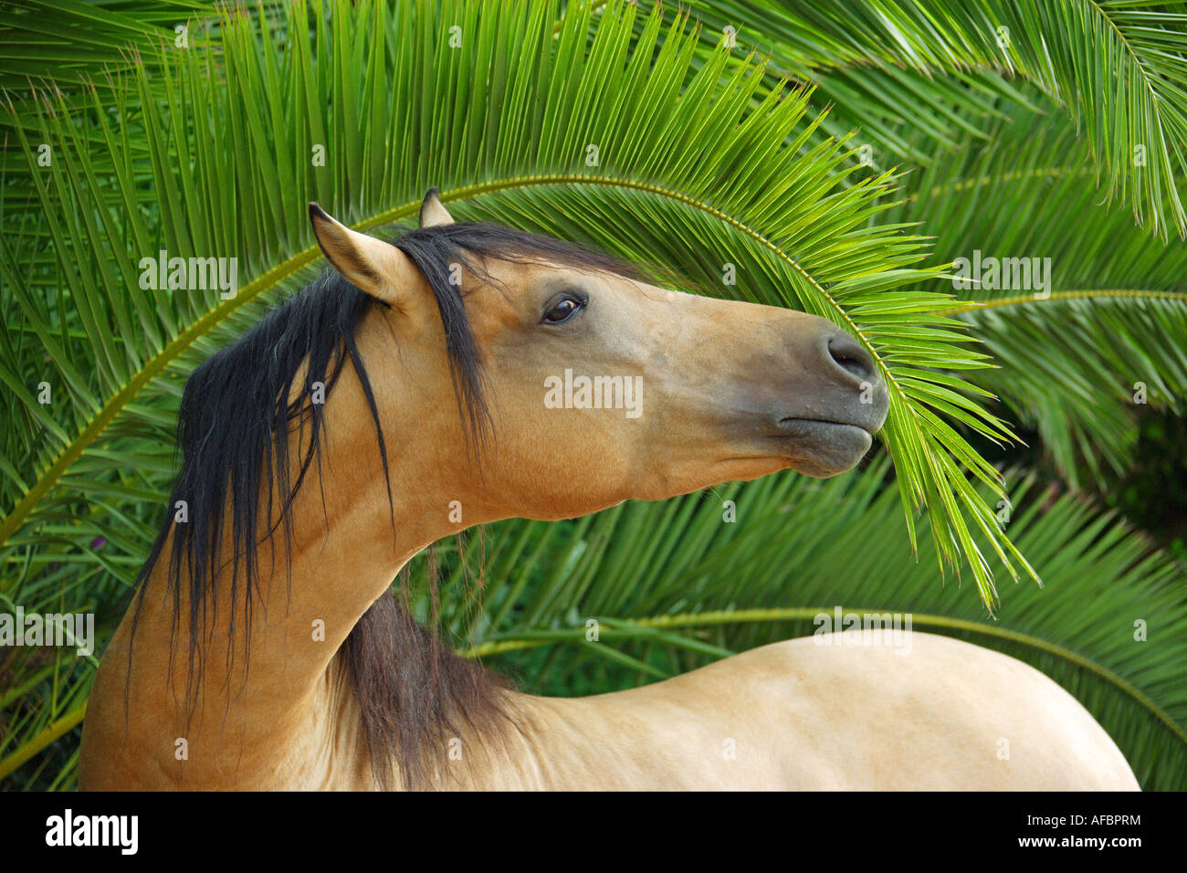 Arab-Barb - portrait Stock Photo - Alamy