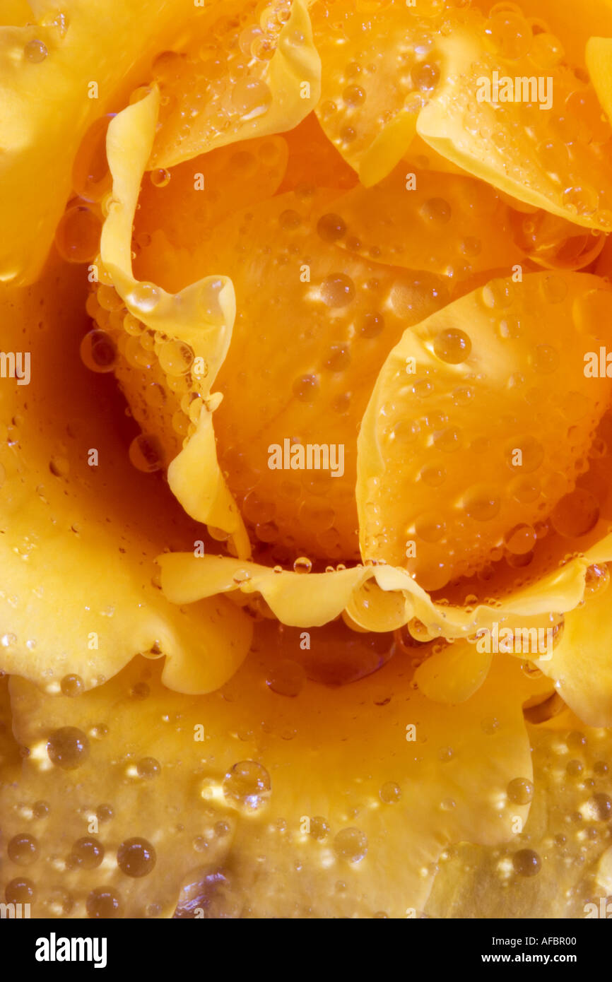 Portrait yellow rose hi-res stock photography and images - Alamy