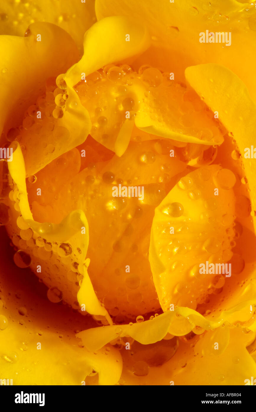 Portrait yellow rose hi-res stock photography and images - Alamy