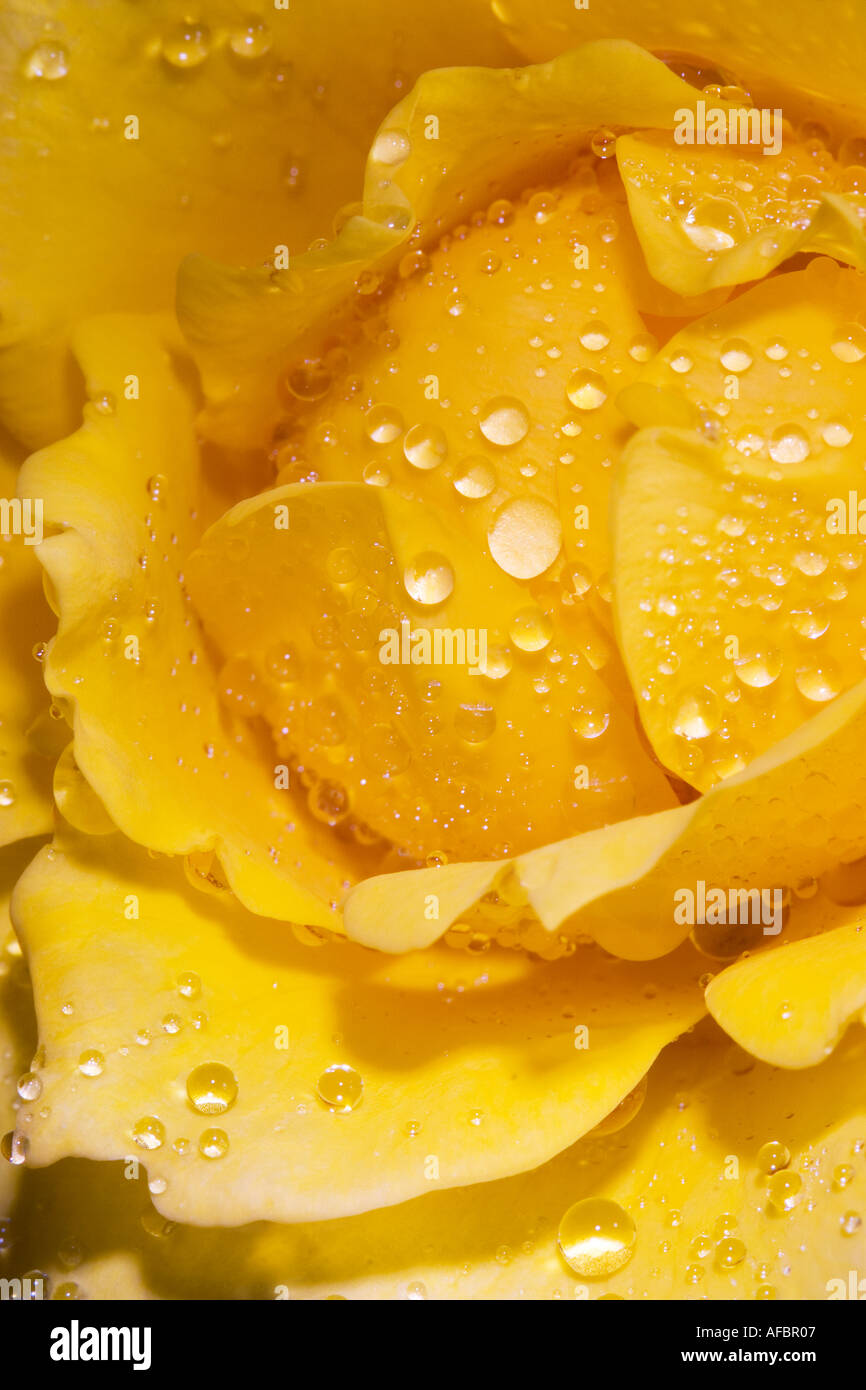 Portrait yellow rose hi-res stock photography and images - Alamy