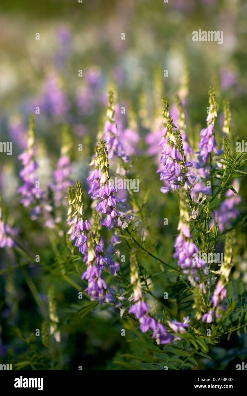 French lilac Goat s rue Galega officinalis Stock Photo - Alamy