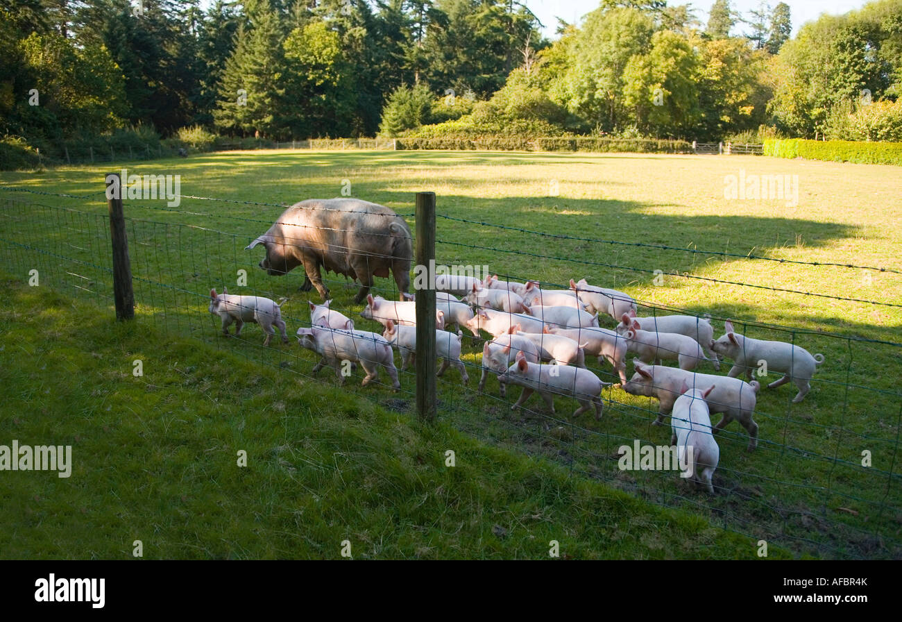 Pigs running free hi-res stock photography and images - Alamy