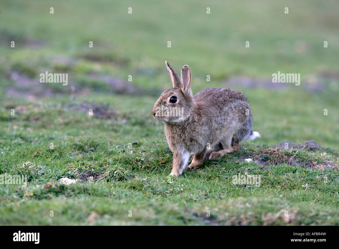 Rabbit Oryctolagus cuniculus Dorset Stock Photo - Alamy
