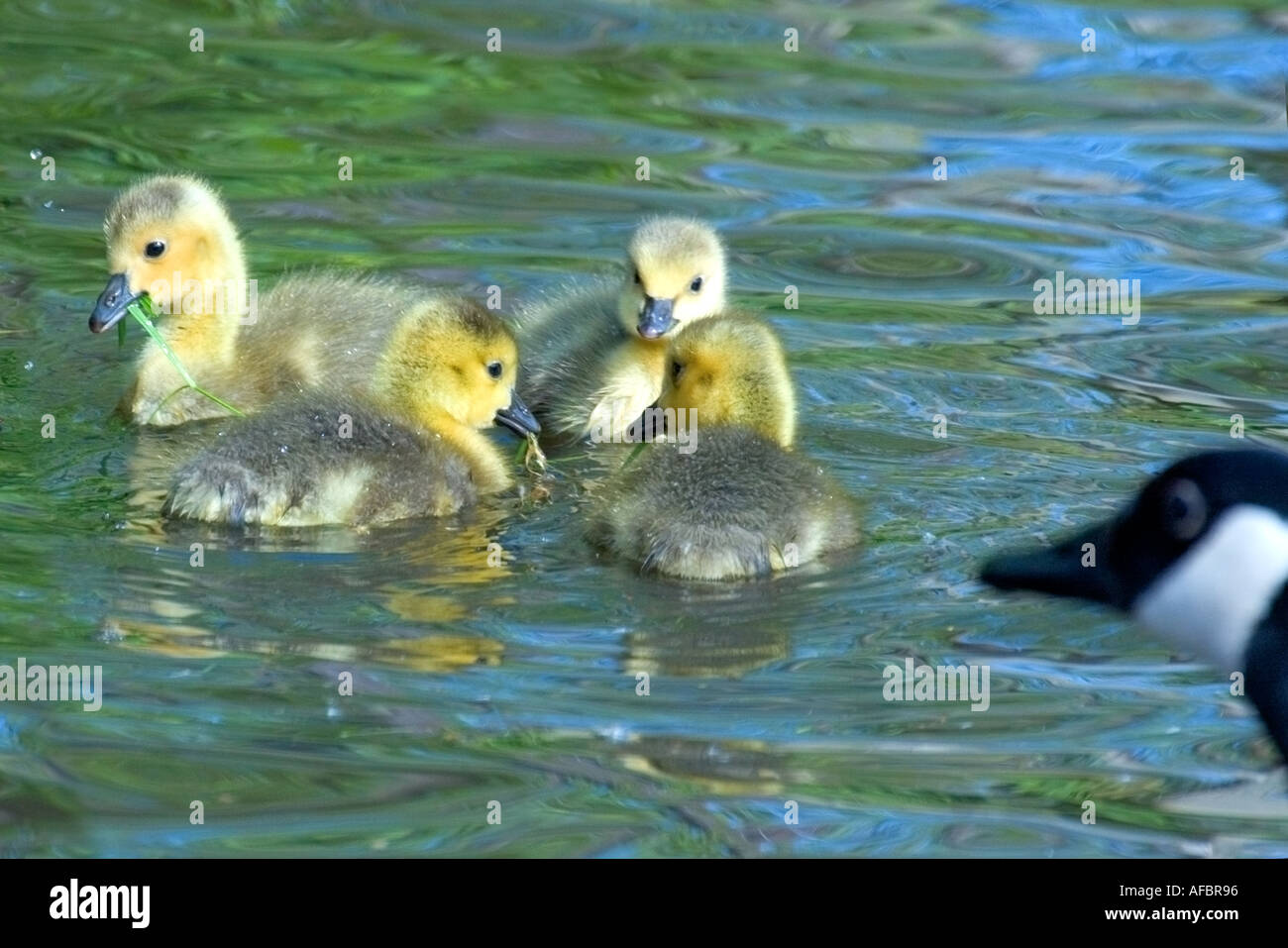 Canada goose gosslings hi-res stock photography and images - Alamy