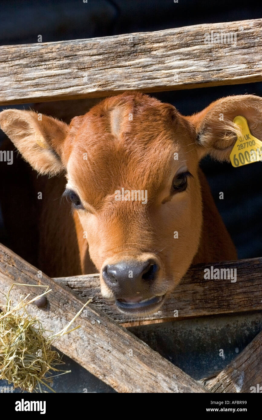 Calf portrait in shed Stock Photo - Alamy