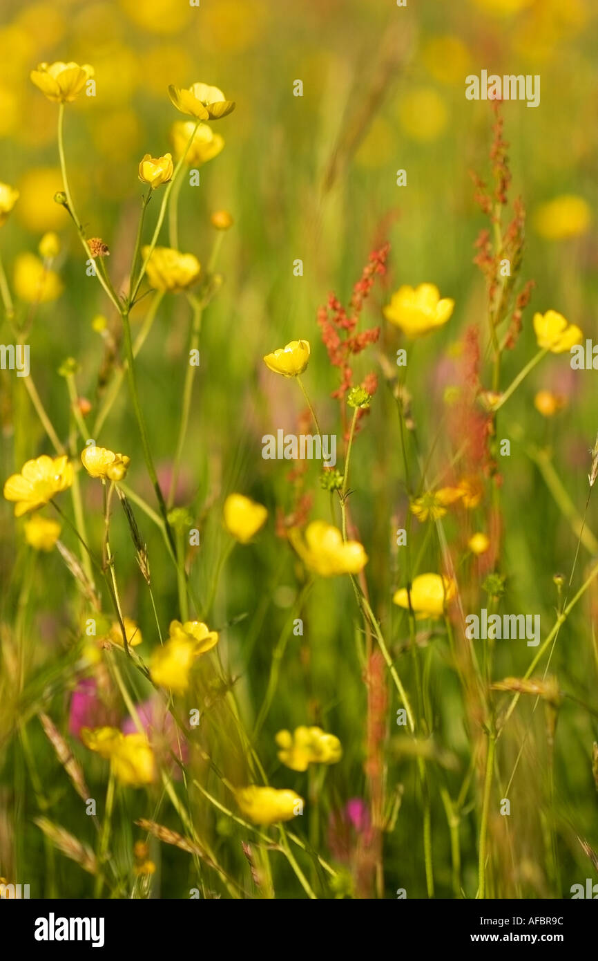 English meadow flowers hi-res stock photography and images - Alamy