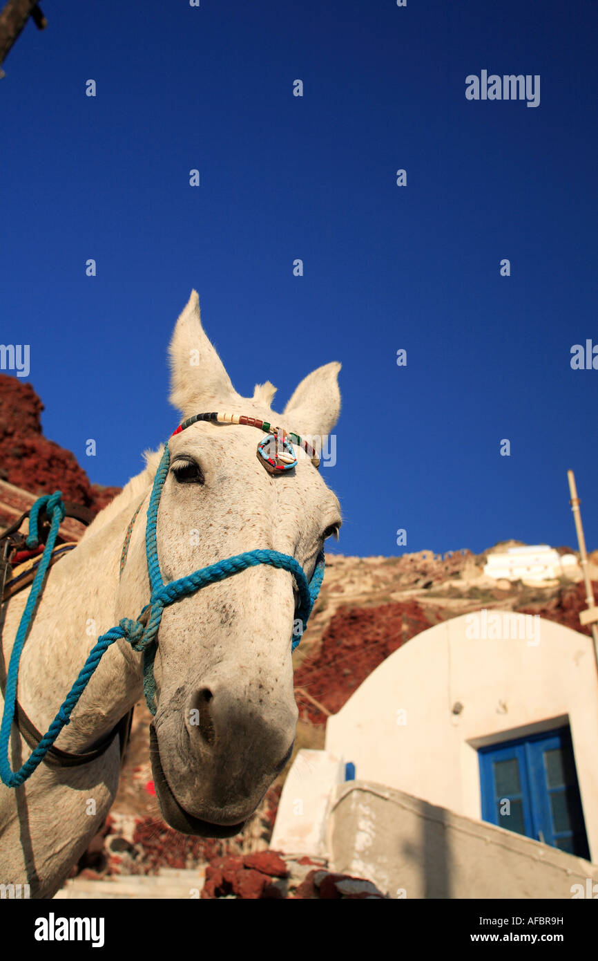 Donkey carrying heavy load hi-res stock photography and images - Alamy