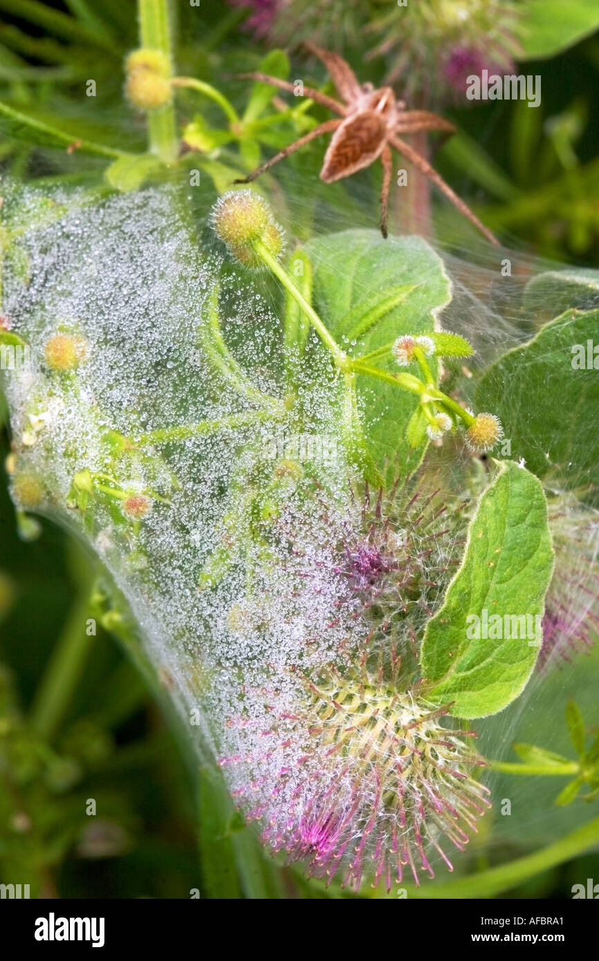Spider s web portrait detail Stock Photo - Alamy