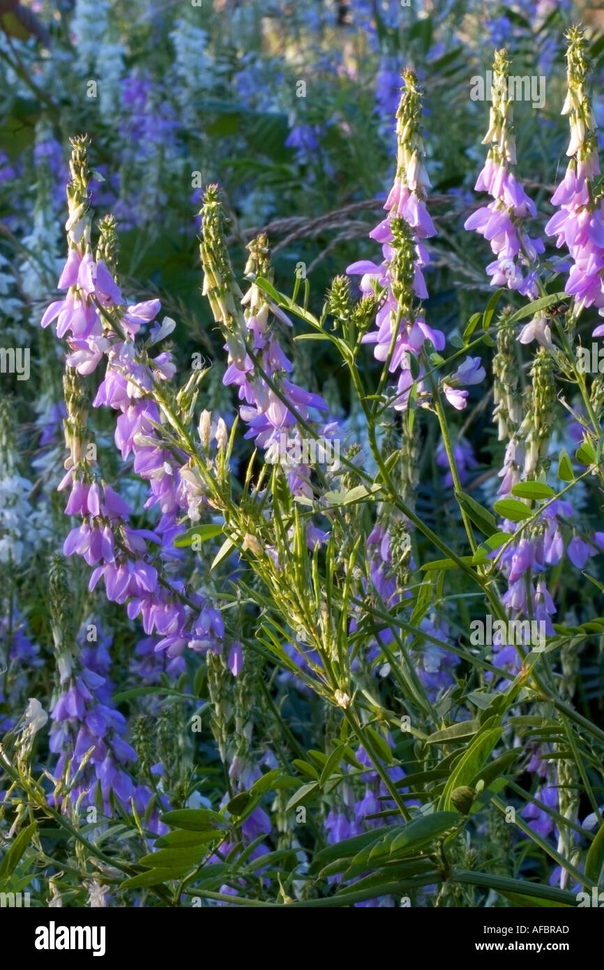 French lilac Goat s rue Galega officinalis Stock Photo - Alamy