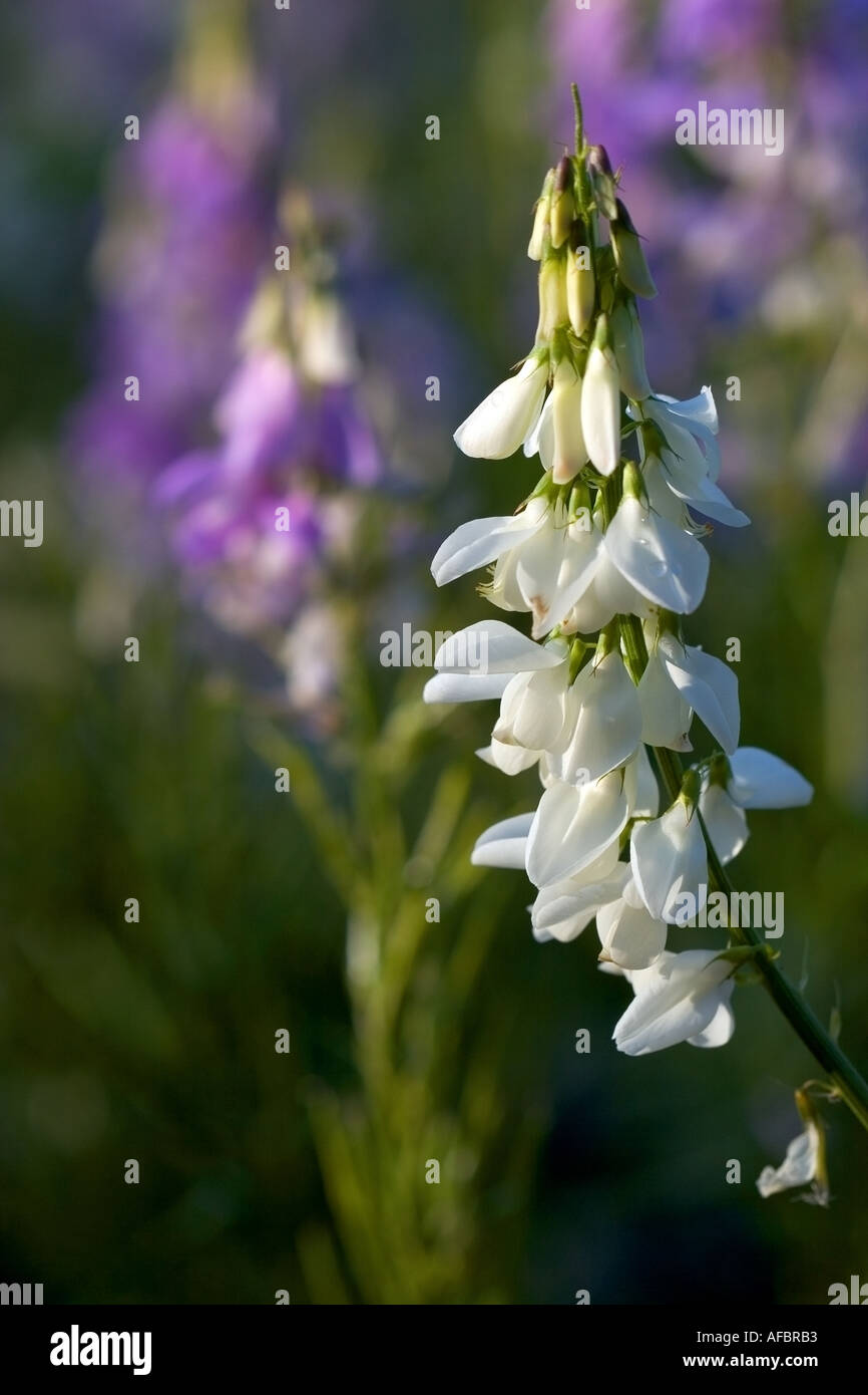 French lilac Goat s rue Galega officinalis Stock Photo - Alamy