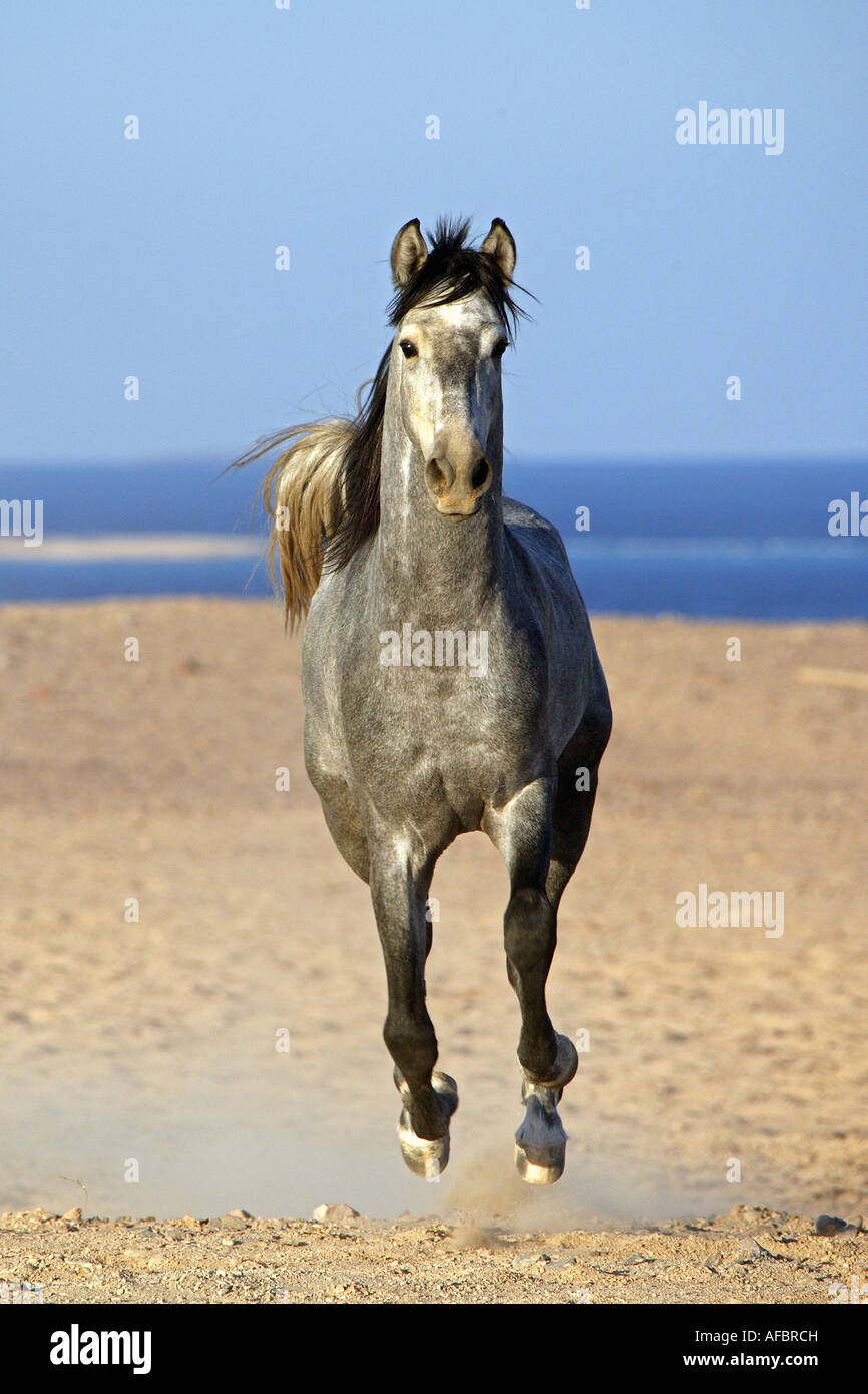 Arabian horse - galloping at the beach Stock Photo - Alamy